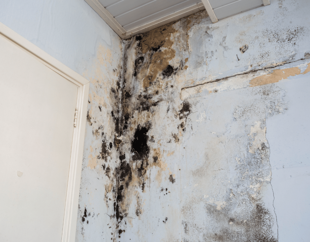 Mold Remediation vs Mold Removal: Expert Tips & Difference Breakdown